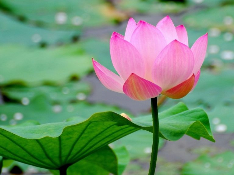 Le Noble Octuple Sentier – Portail Dhamma